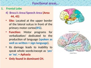 Comprehensive Neuro-Anatomy of the Central Nervous System and Brain ...