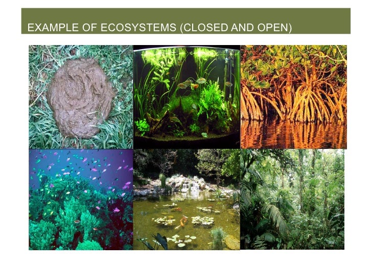 Lecture 1 Ns 5 Ecology And Ecosystem Concepts 2010