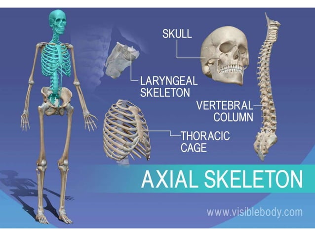 introduction to musclskeletal system anatomy.pptx