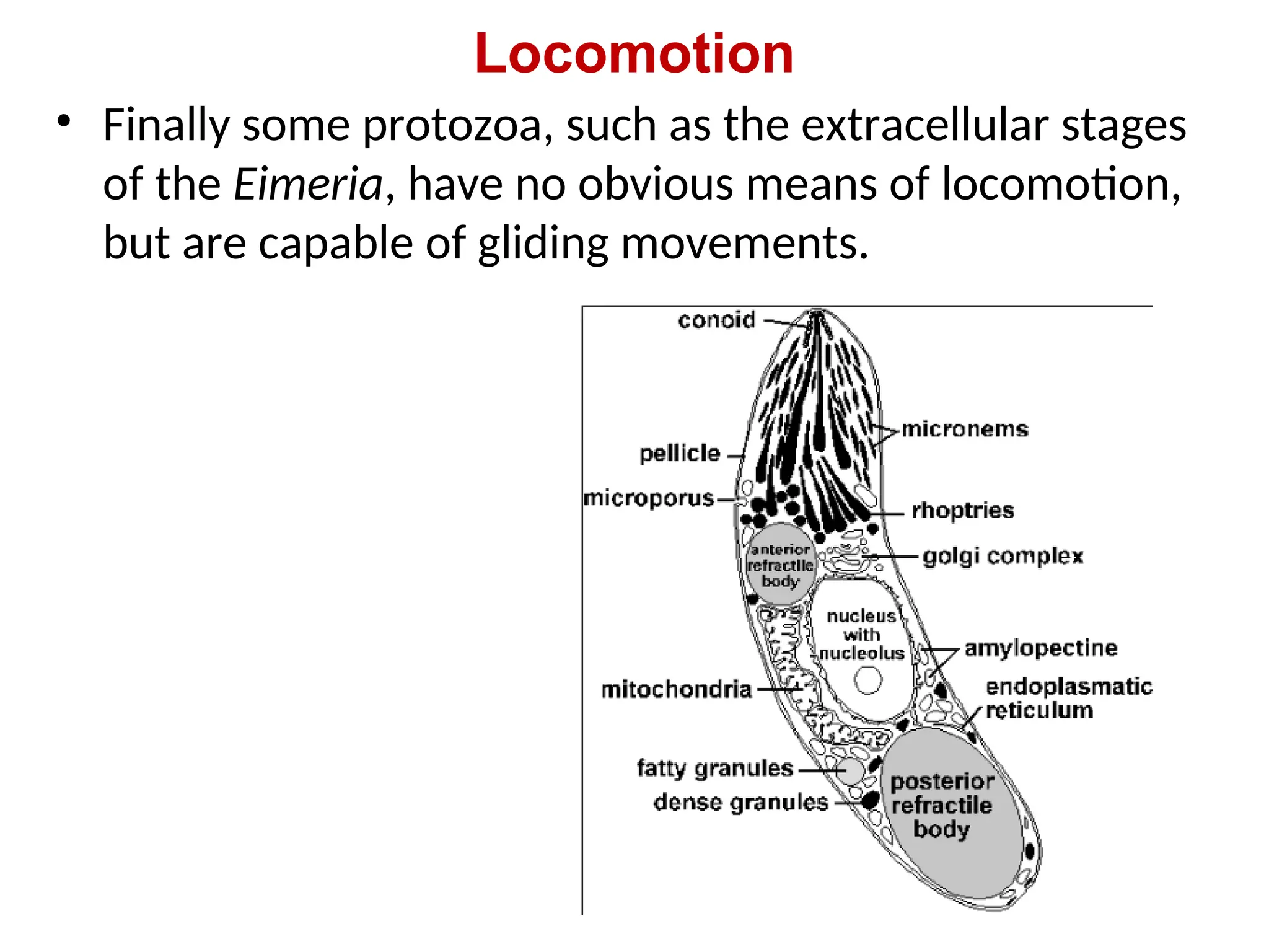 Introduction to Protozoology by Dr jawad | PPT