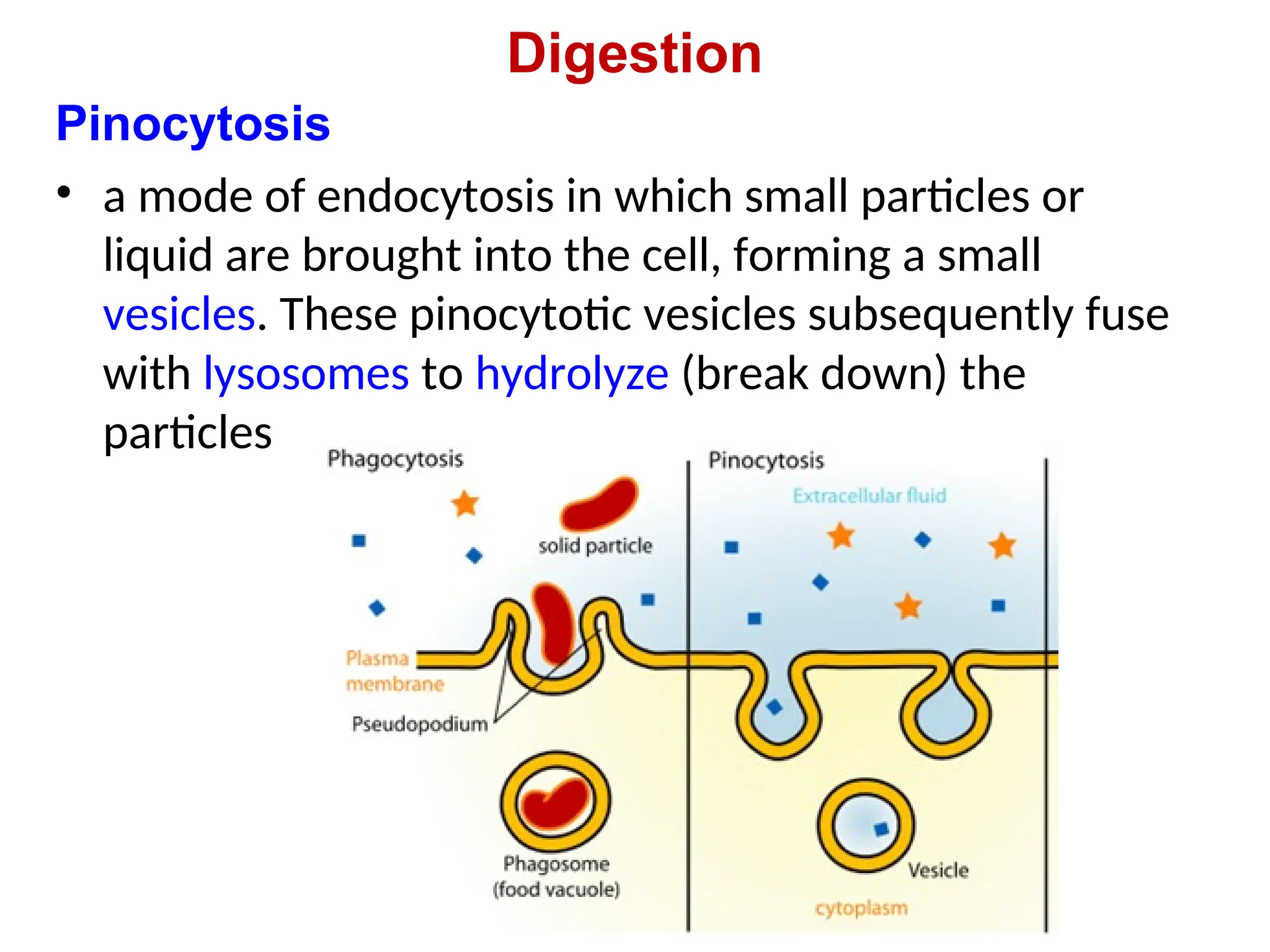 Introduction to Protozoology by Dr jawad | PPT