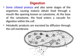 Introduction to Protozoology by Dr jawad | PPT