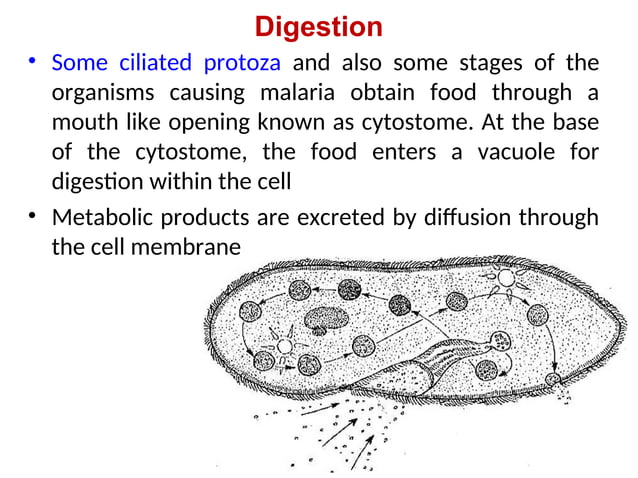 Introduction to Protozoology by Dr jawad | PPT