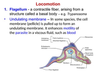 Introduction to Protozoology by Dr jawad | PPT