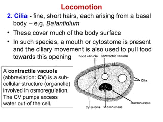 Introduction to Protozoology by Dr jawad | PPT