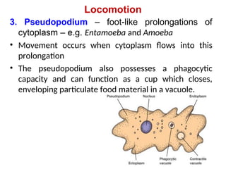 Introduction to Protozoology by Dr jawad | PPT