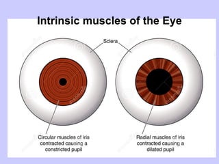 Intrinsic Eye Muscles