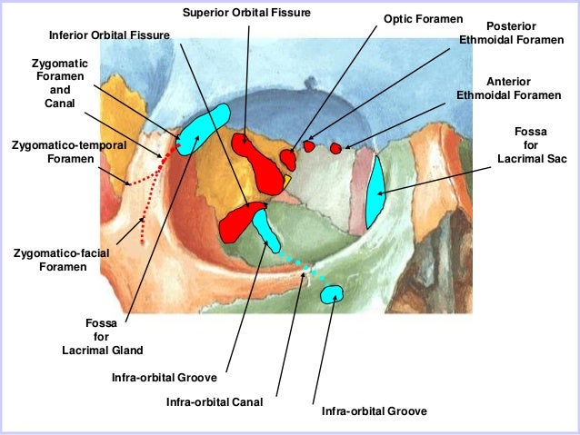 Lecture 1 orbit dr. noura