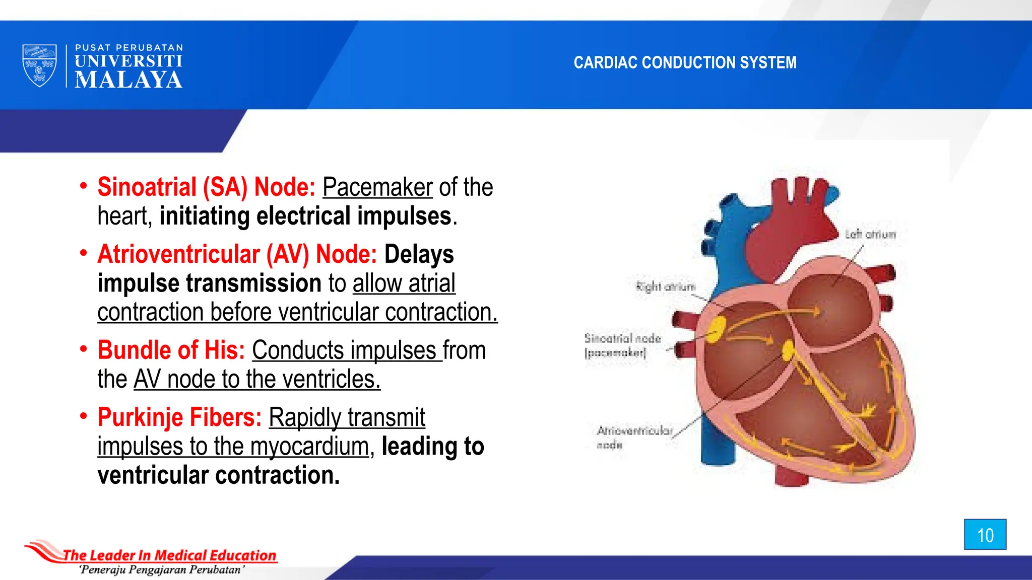 LECTURE 1 OVERVIEW OF CELL MEMBRANE PERMEABILITY AND CARDIAC CONDUCTION.pptx | Heart and ...