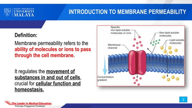 LECTURE 1 OVERVIEW OF CELL MEMBRANE PERMEABILITY AND CARDIAC CONDUCTION ...