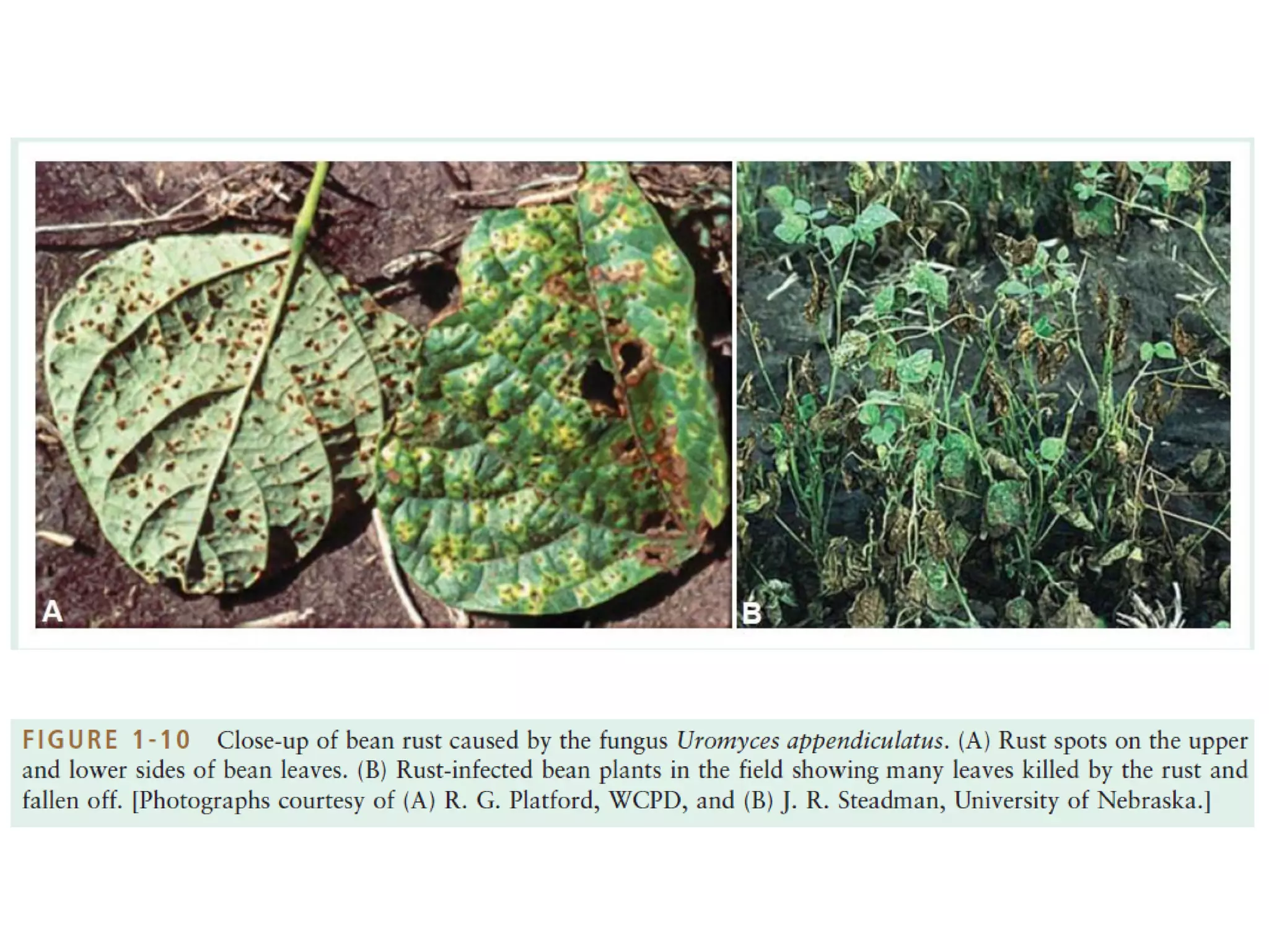 overview of plant pathogenesis | PDF