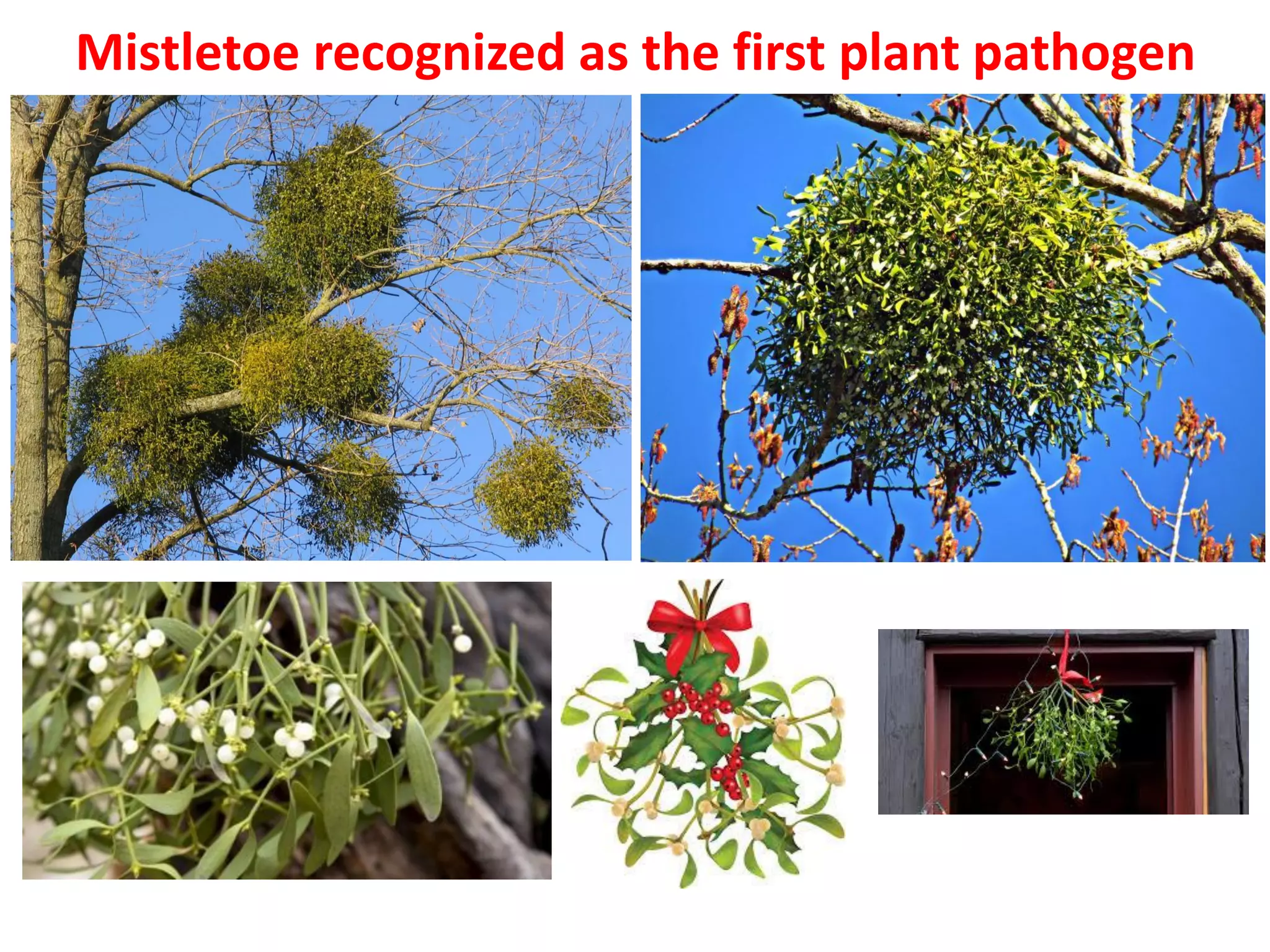 overview of plant pathogenesis | PDF