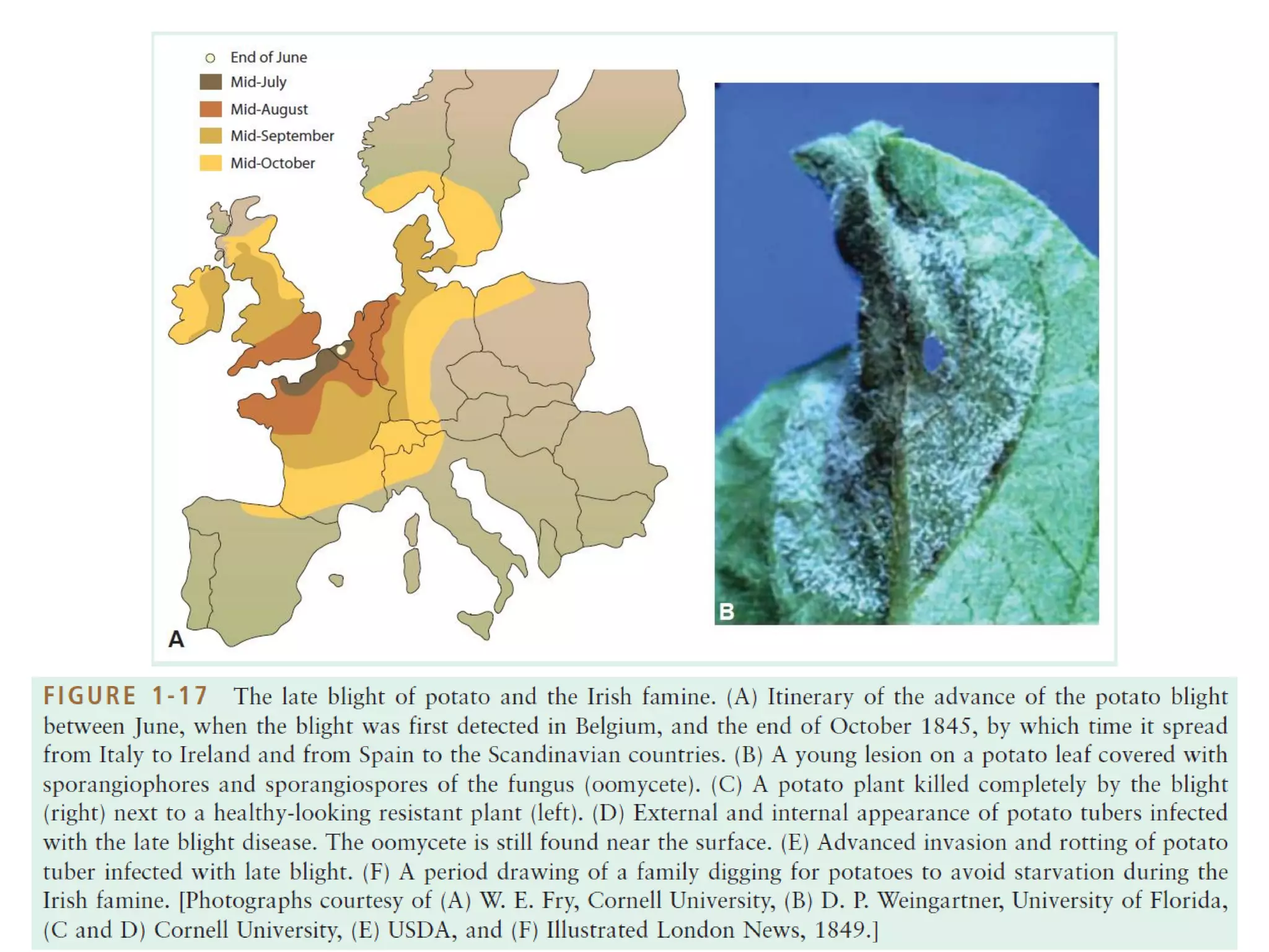overview of plant pathogenesis | PDF