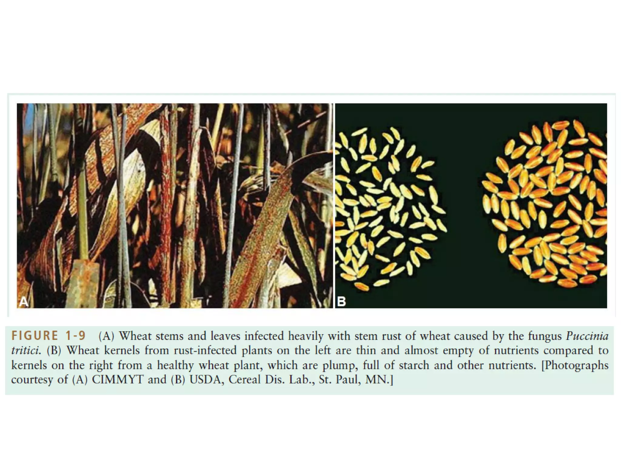 overview of plant pathogenesis | PDF