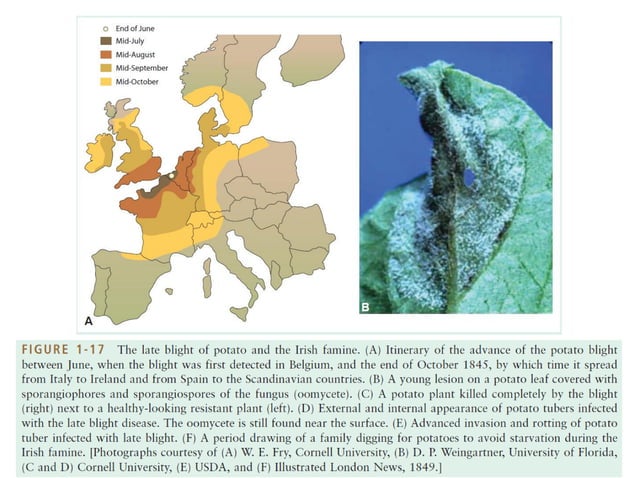 overview of plant pathogenesis | PPT