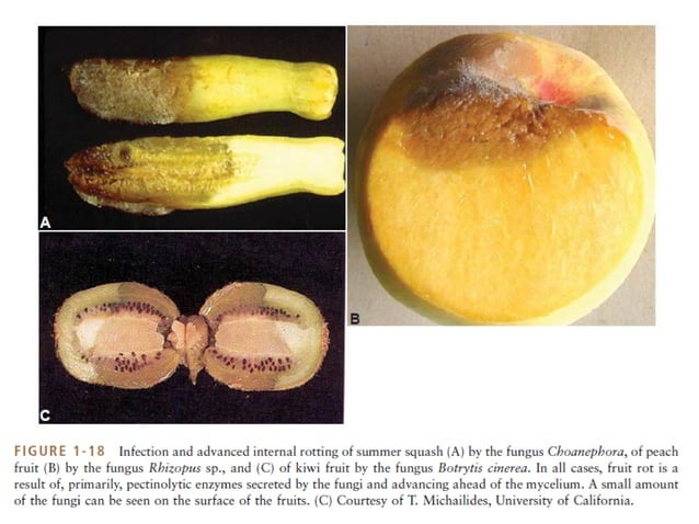 overview of plant pathogenesis | PPT