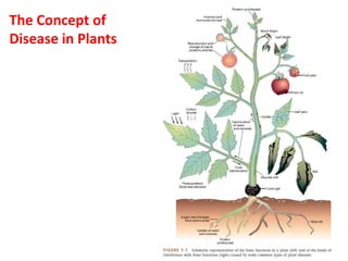 overview of plant pathogenesis | PDF