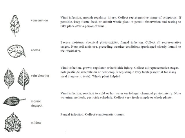 overview of plant pathogenesis | PPT