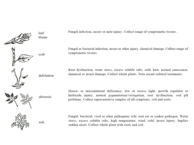 overview of plant pathogenesis | PPT