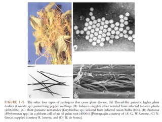 overview of plant pathogenesis | PDF