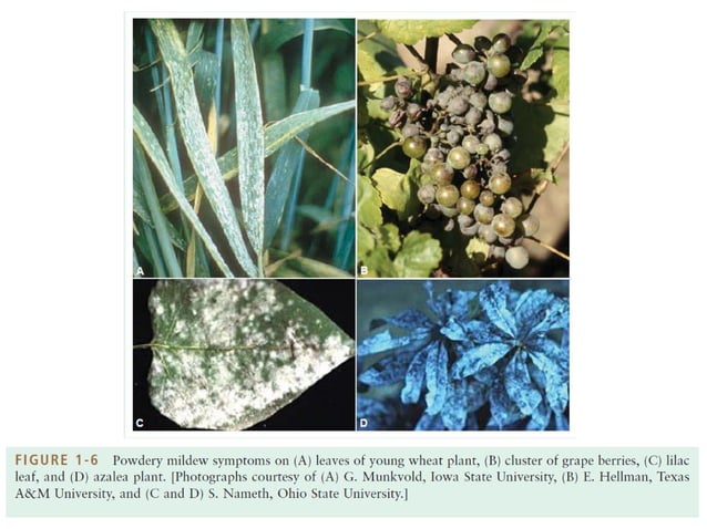 overview of plant pathogenesis | PPT