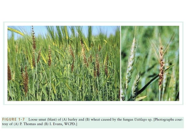 overview of plant pathogenesis | PPT