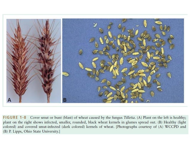 overview of plant pathogenesis | PPT