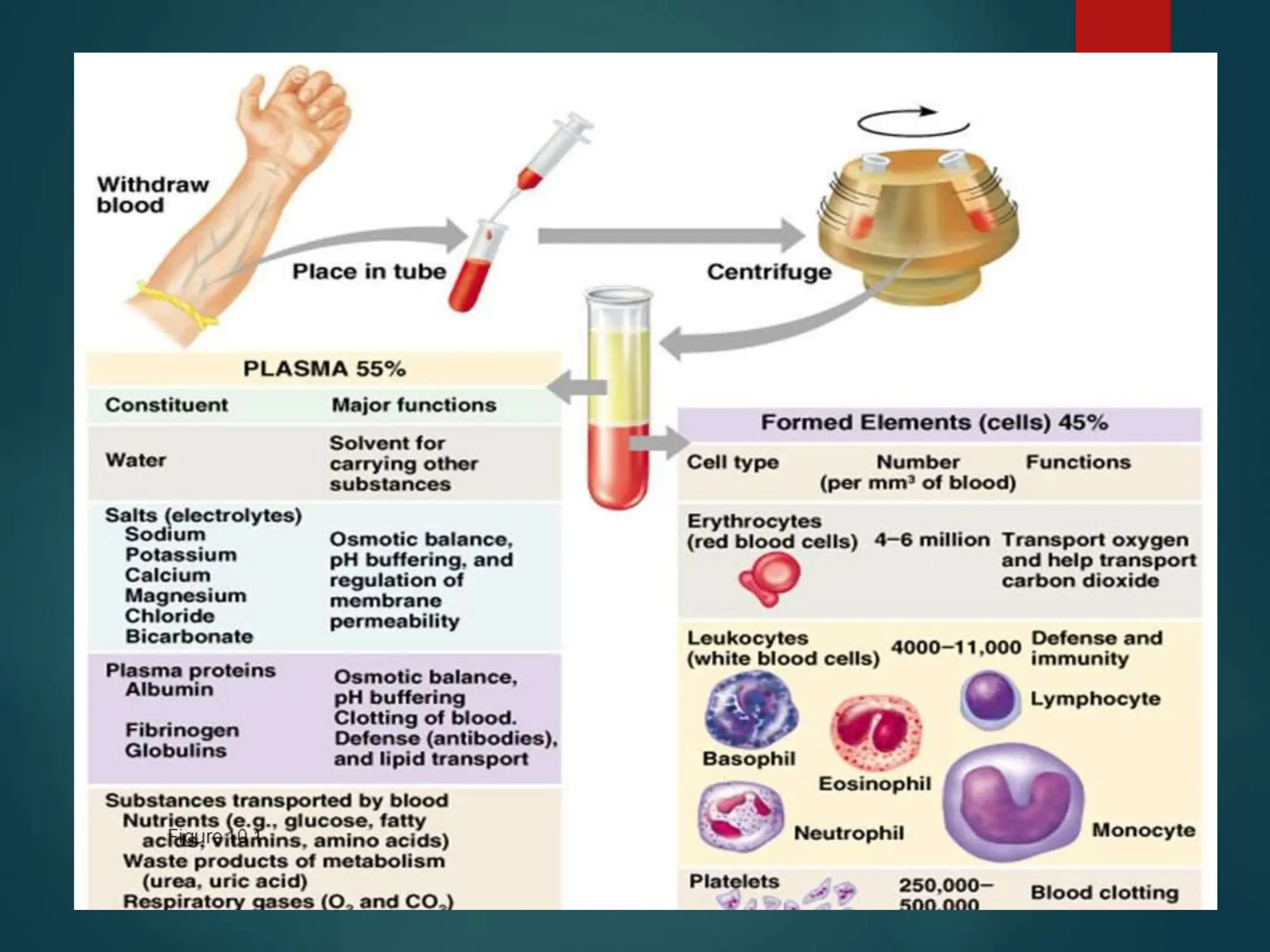 LECTURE 1 Plasma and Blood cells- Biology Lecture | PPT