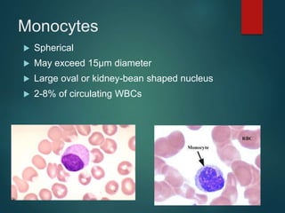 LECTURE 1 Plasma and Blood cells- Biology Lecture | PPT