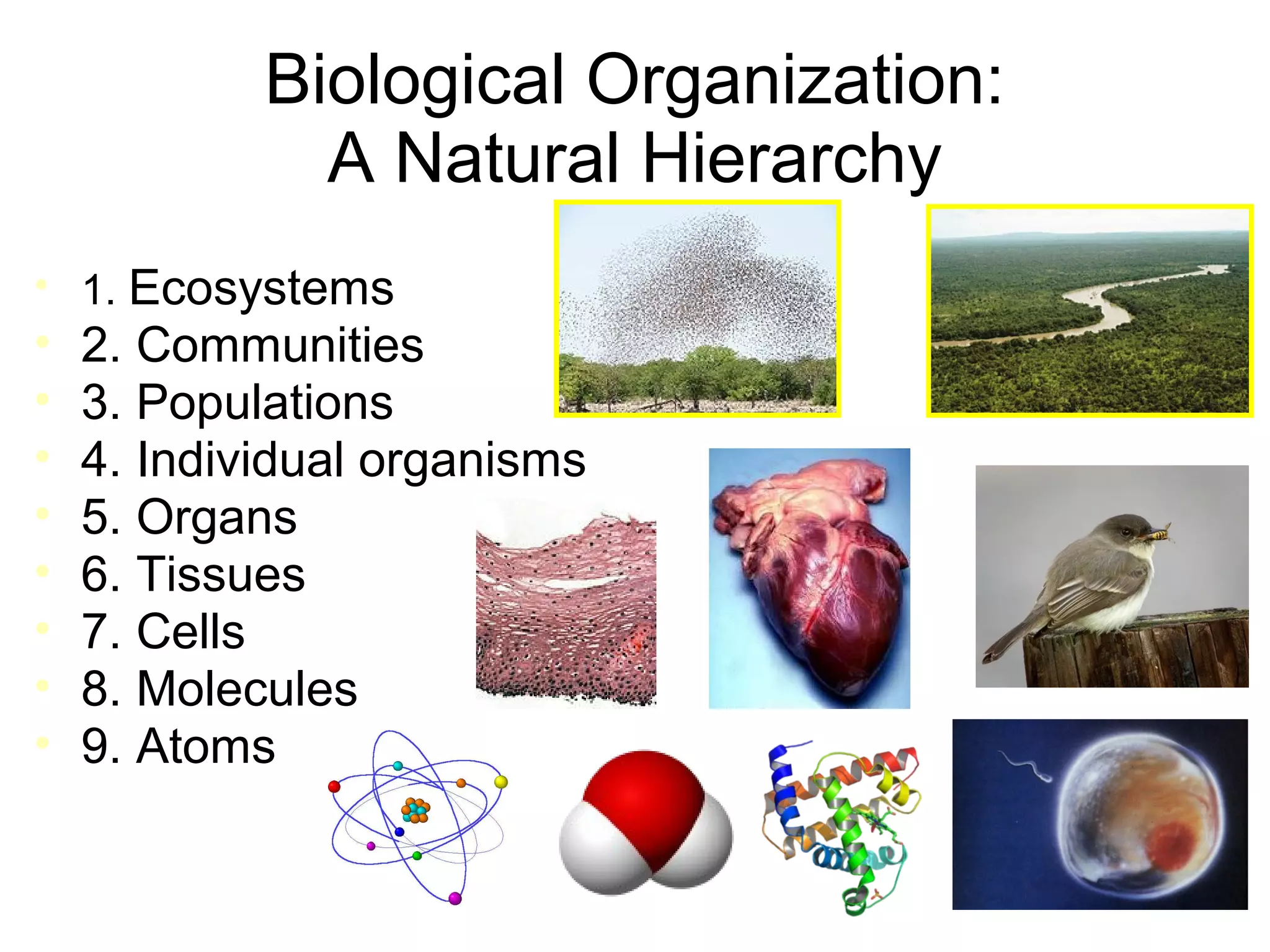 Lecture 1 properties of life spr13 handout | PPT