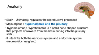 Lecture 1_ Reproductive Anatomy and Physiology of cow.pptx