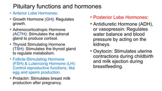 Lecture 1_ Reproductive Anatomy and Physiology of cow.pptx