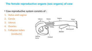 Lecture 1_ Reproductive Anatomy and Physiology of cow.pptx