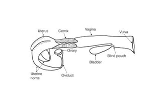 Lecture 1_ Reproductive Anatomy and Physiology of cow.pptx