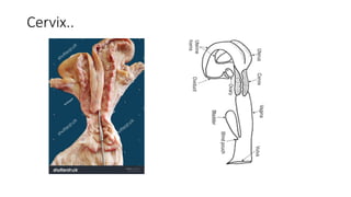 Lecture 1_ Reproductive Anatomy and Physiology of cow.pptx