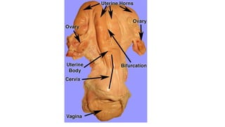 Lecture 1_ Reproductive Anatomy and Physiology of cow.pptx