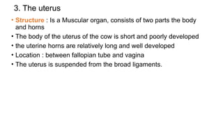Lecture 1_ Reproductive Anatomy and Physiology of cow.pptx