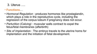 Lecture 1_ Reproductive Anatomy and Physiology of cow.pptx