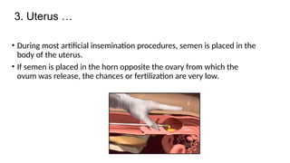 Lecture 1_ Reproductive Anatomy and Physiology of cow.pptx