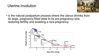 Lecture 1_ Reproductive Anatomy and Physiology of cow.pptx