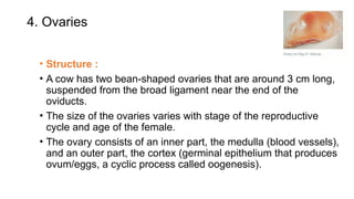 Lecture 1_ Reproductive Anatomy and Physiology of cow.pptx
