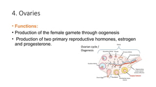 Lecture 1_ Reproductive Anatomy and Physiology of cow.pptx