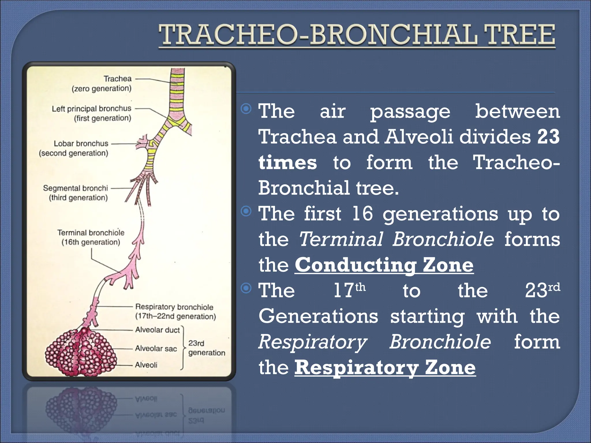 functional anatomy of respiratory system | PPT