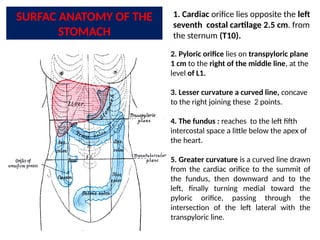 Lecture 1 Stomach, Liver and Gall Bladder.pptx