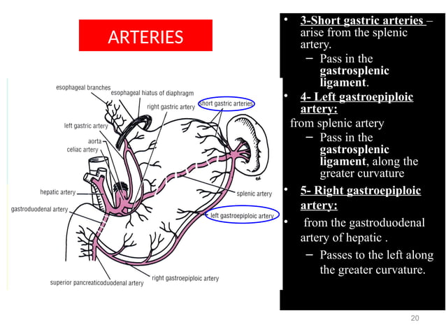 Lecture 1 Stomach, Liver and Gall Bladder.pptx