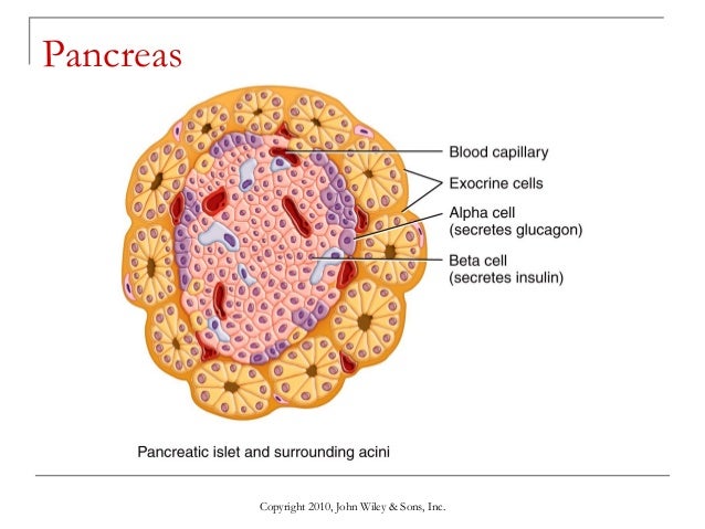 Lecture 1 the endocrine system