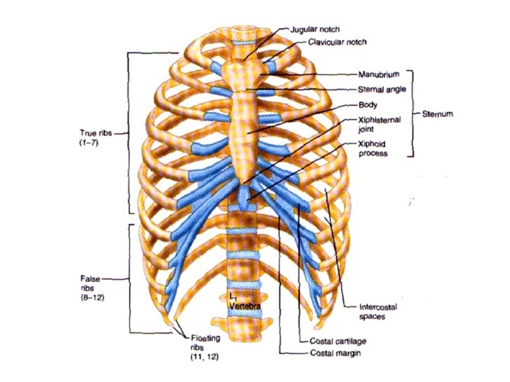 Lecture 1 thoracic wall