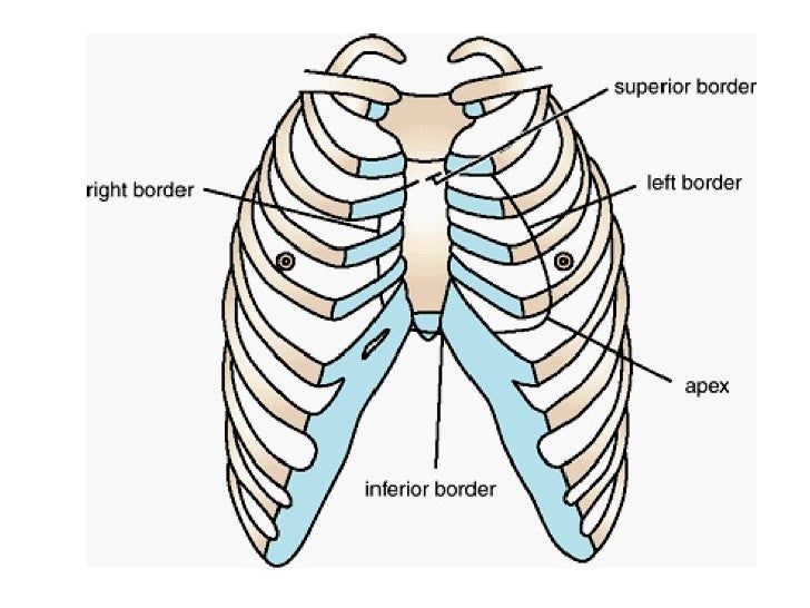 Anterior Thoracic Wall Anterior Thoracic Wall Internal View