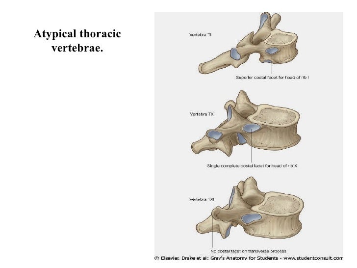 Lecture 1 thoracic wall