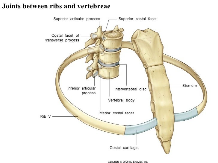 Lecture 1 thoracic wall